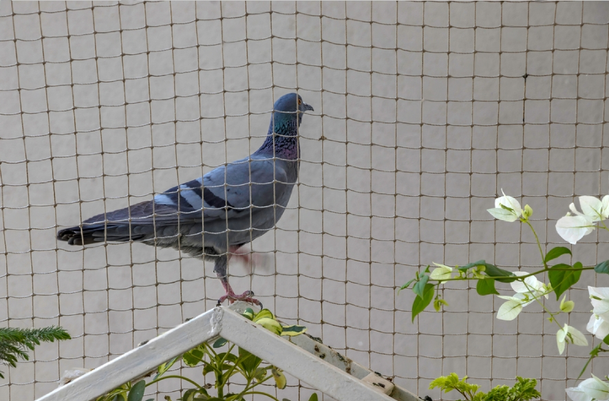 Birds Control | Pest Clean